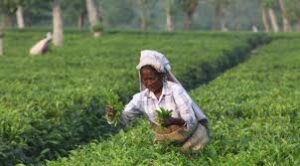 Exploring The Timeless Benefits And Uses Of Tea Leaves