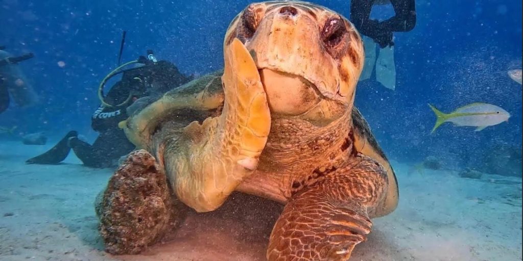 Penyu: 5 Fakta, Habitat, Dan Upaya Konservasi Satwa Laut
