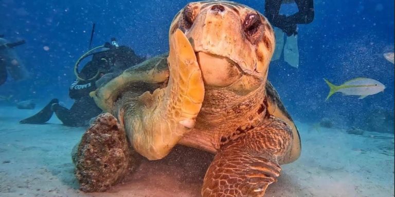 Penyu: 5 Fakta, Habitat, Dan Upaya Konservasi Satwa Laut