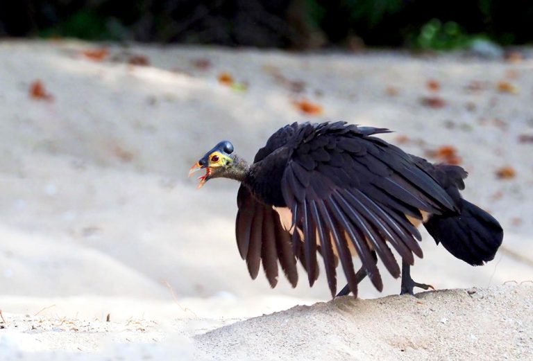 Burung Maleo: 2 Fakta, Habitat, & Upaya Conservation Burung